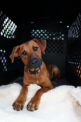 Johnston, RI - Rhodesian Ridgeback/Black Mouth Cur. Meet Roxy a Pet for ...