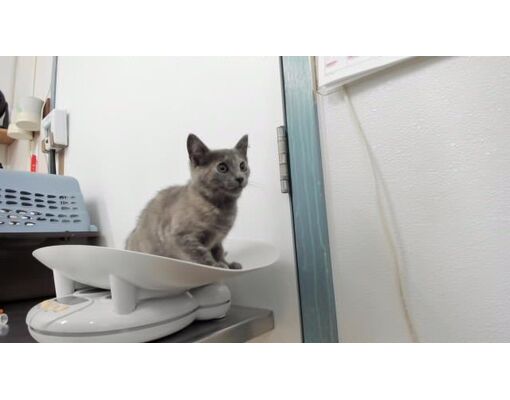 Hayward, CA - Domestic Shorthair. Meet A125674 a Pet for Adoption ...