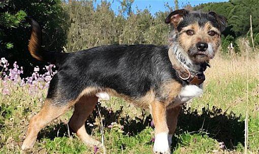 Portland, ME - Terrier (Unknown Type, Medium). Meet TREVOR a Pet for ...