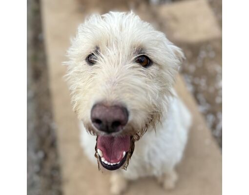 Huntsville, AL - Schnoodle/Mixed Breed (Medium). Meet Elle a Pet for ...