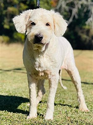 Walton County, GA - Poodle (Standard)/Great Pyrenees. Meet Bramble a ...