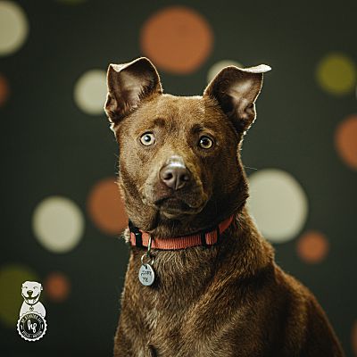 Portland, OR - Australian Kelpie/Labrador Retriever. Meet Pepa a Pet ...