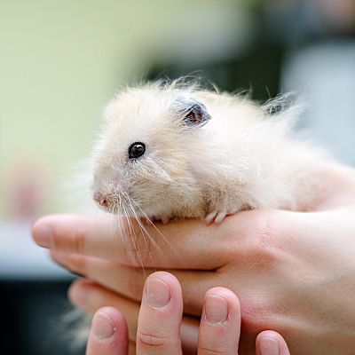 St. Petersburg, FL - Hamster. Meet Batman a Pet for Adoption ...
