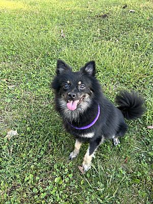Virginia Beach, VA - Pomeranian. Meet Petrie a Pet for Adoption ...