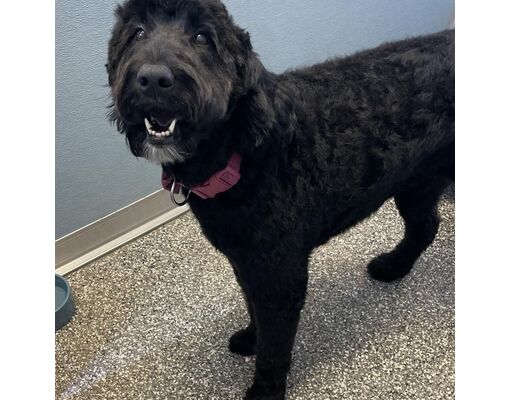 Port Richey, FL - Golden Retriever/Schnoodle. Meet Molly a Pet for ...