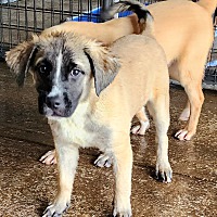 Adopt - Companion Pet Rescue