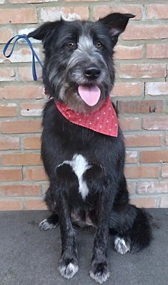 Terrell, TX - Giant Schnauzer/Bearded Collie. Meet Sable a Pet for ...