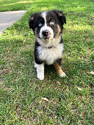 Minneapolis, MN - Australian Shepherd. Meet Bear a Pet for Adoption ...