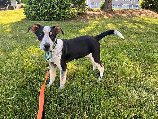 Foster Homes In RI/MA/CT, RI - Australian Cattle Dog/Blue Heeler. Meet ...