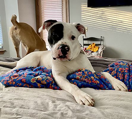 Oklahoma City, OK - Boxer/American Pit Bull Terrier. Meet Oreo a Pet ...