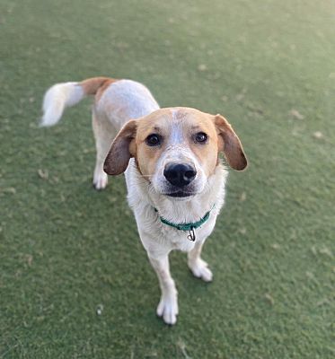 Charlottesville, VA - Hound (Unknown Type). Meet Itachi a Pet for ...