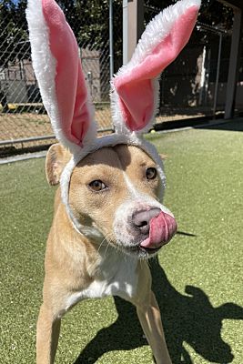 Birmingham, AL - Pit Bull Terrier. Meet Alice a Pet for Adoption ...