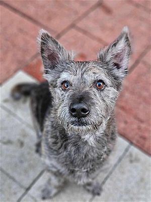 Portland, OR - Terrier (Unknown Type, Medium). Meet James - Bonded w ...