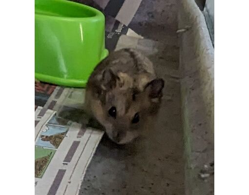 Camarillo, CA - Hamster. Meet A843604 a Pet for Adoption - AdoptaPet.com