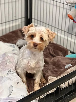 Milton, GA - Yorkie, Yorkshire Terrier. Meet Penelope a Pet for ...