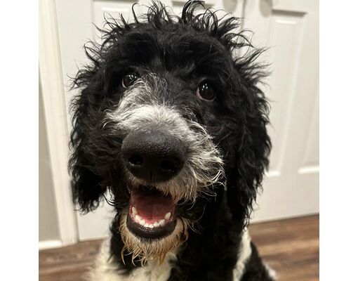 Cincinnati, OH - Newfoundland/Schnoodle. Meet Emmy a Pet for Adoption ...