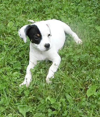 Southbury, CT - English Pointer/Boxer. Meet Erin ~ meet me! a Pet for ...