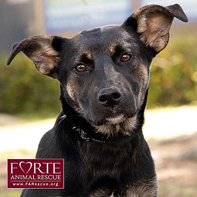 Marina del Rey, CA - Cattle Dog/American Staffordshire Terrier. Meet ...