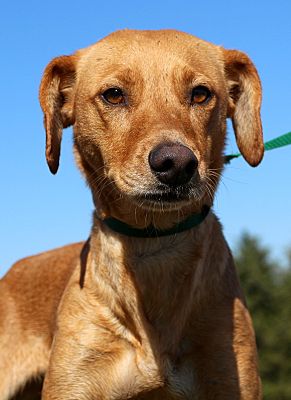 Southbury, CT - Beagle/Basenji. Meet Naple~adopted! a Pet for Adoption ...