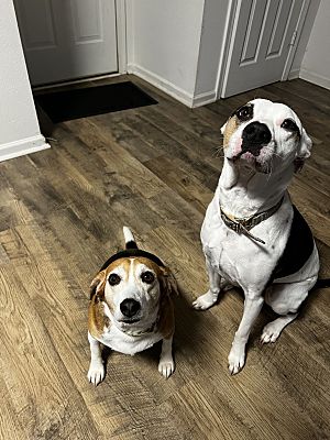 Charlotte, NC - Beagle/American Staffordshire Terrier. Meet Nova&Elara ...