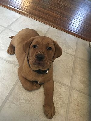 Lusby, MD - Labrador Retriever. Meet Rusty a Pet for Adoption ...