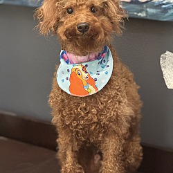 Renton, WA - Poodle (Miniature). Meet Leo a Pet for Adoption ...