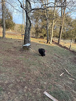 Boone, NC - Bernese Mountain Dog/Poodle (Standard). Meet Nova a Pet for ...