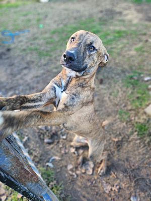 Mansfield, TX - Pit Bull Terrier. Meet Blake a Pet for Adoption ...