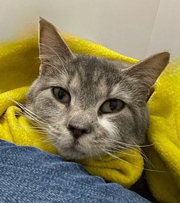 Sheboygan, WI - Domestic Shorthair. Meet Whitney a Pet for Adoption ...