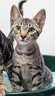 Sautee, GA - Tabby. Meet Buddy a Pet for Adoption - AdoptaPet.com