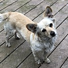 Corgi Puppies - Corgi Rescue and Adoption Near You