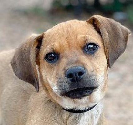 Richfield, MN - Pug/Beagle. Meet Remington a Pet for Adoption ...