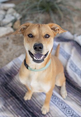 Scottsdale, AZ - Chow Chow/Pit Bull Terrier. Meet Franklin a Pet for ...