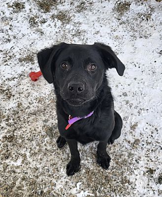 Oxford, MI - Labrador Retriever. Meet “Prince” a Pet for Adoption ...