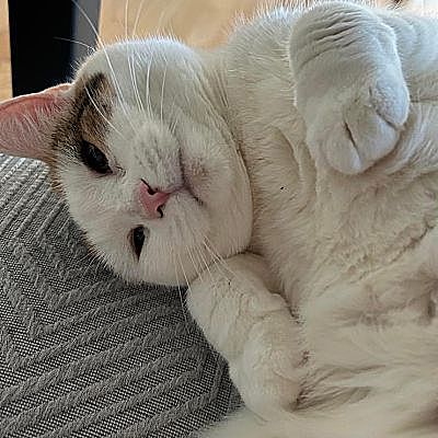 Jersey City, NJ - American Shorthair. Meet Mini Bini a Pet for Adoption ...