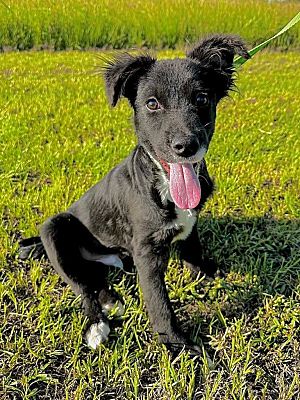 Barrington, RI - Border Collie. Meet Rhudy a Pet for Adoption ...