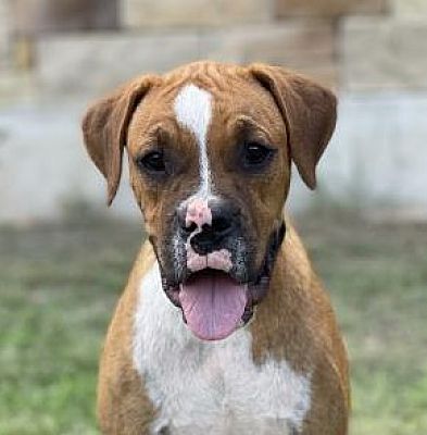 Cincinnati, OH - Boxer. Meet Leno a Pet for Adoption - AdoptaPet.com