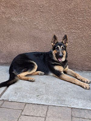 Albuquerque, NM - German Shepherd Dog. Meet Kita a Pet for Adoption ...
