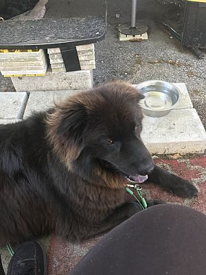 Daytona Beach, FL - Belgian Malinois/Chow Chow. Meet COOPER a Pet for ...