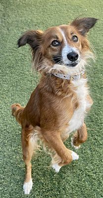 Woodland Hills, CA - Spaniel (Unknown Type)/Sheltie, Shetland Sheepdog ...