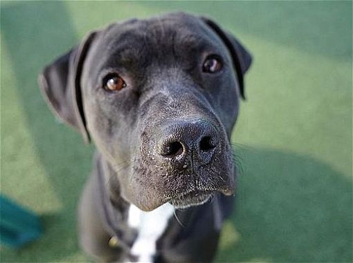 Denver, CO - Cane Corso. Meet LOKI a Pet for Adoption - AdoptaPet.com