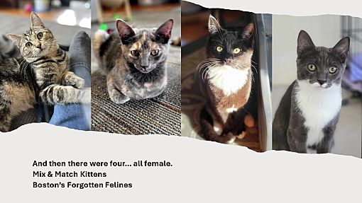 Boston, MA - Domestic Shorthair. Meet Mix & Match Kittens a Pet for ...