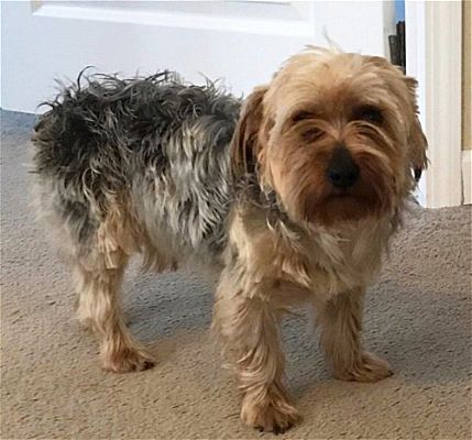 Ripley, WV - Yorkie, Yorkshire Terrier. Meet Jax a Pet for Adoption ...