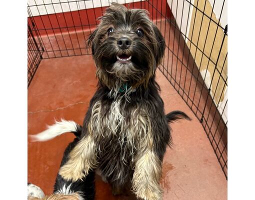 Pawling, NY - Shih Tzu/Beagle. Meet Juliette a Pet for Adoption ...