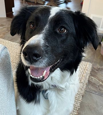 Scandia, MN - Border Collie. Meet Tilly a Pet for Adoption - AdoptaPet.com