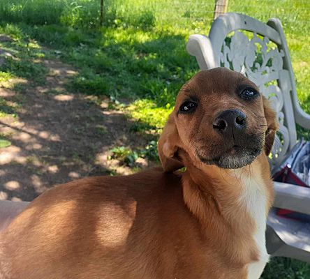 Sparta, NJ - Dachshund/Beagle. Meet Frank - available 5/31 a Pet for ...