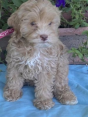 parissipany, NJ - Cockapoo/Cockapoo. Meet Arrow/ADOPTED a Pet for ...
