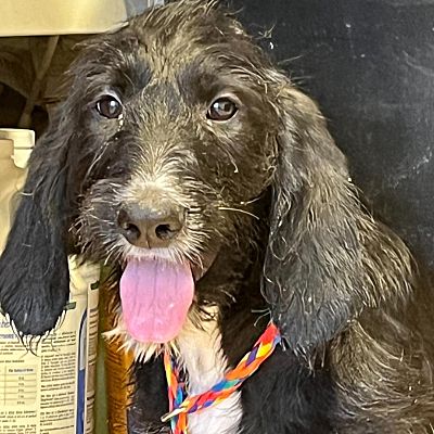 Lansdale, PA - Poodle (Standard)/Rhodesian Ridgeback. Meet Sabrina a ...