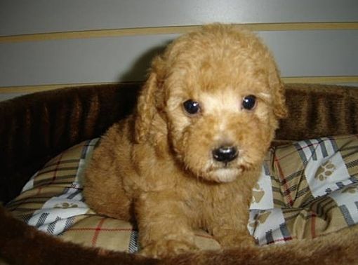 HOUSTON, TX - Poodle (Standard). Meet Standard Poodle a Pet for ...
