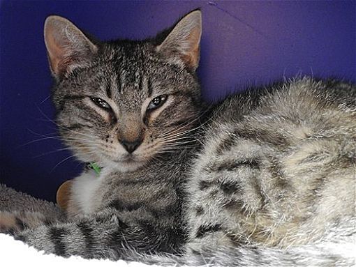 Denver, CO - Domestic Mediumhair. Meet ALPINE a Pet for Adoption ...